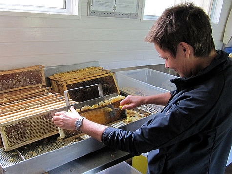 Imker_Bienenjahr